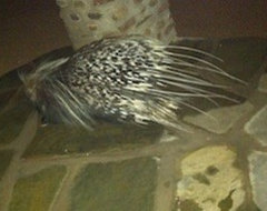 12 Antique Store Finds to Nab Now, Place Later