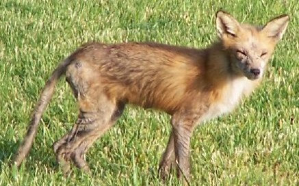 A strange Fox-like animal.