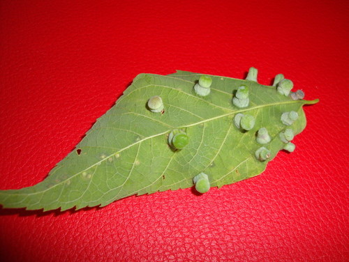 Bumps on my trees leaves