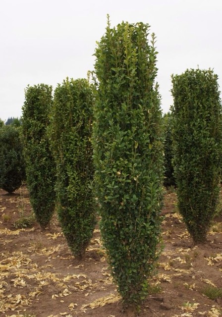 Columnar Boxwood