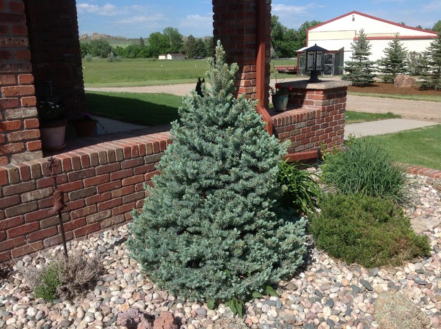 Sester Dwarf blue spruce, miniature