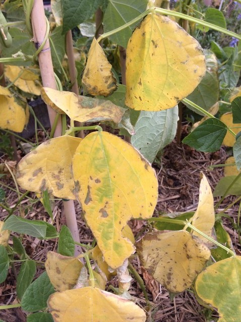 Runner bean plant leaves turning yellow